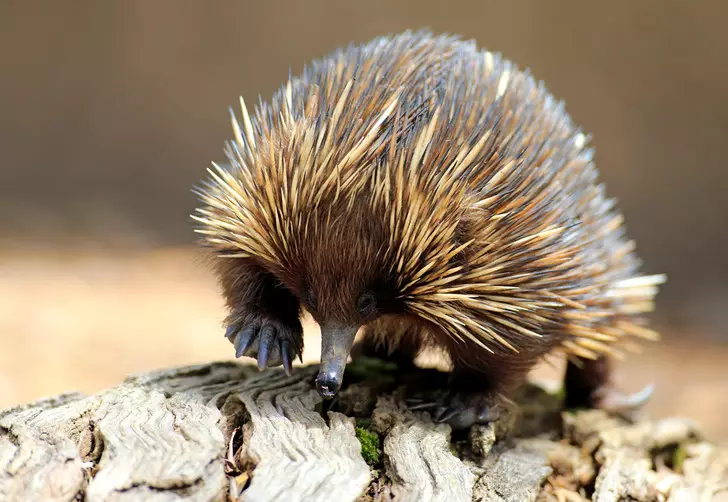 照片№1 - 硬化混合物：澳大利亞最神奇的動物