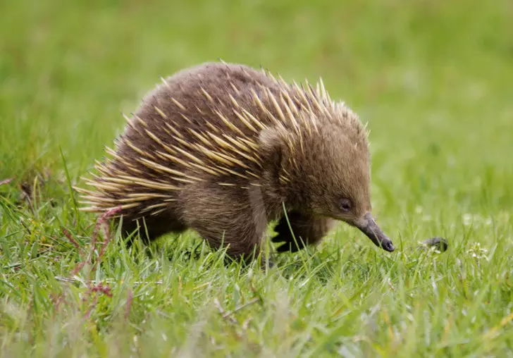 عکس شماره 3 - مخلوط سخت شدن: شگفت انگیز ترین حیوانات استرالیا