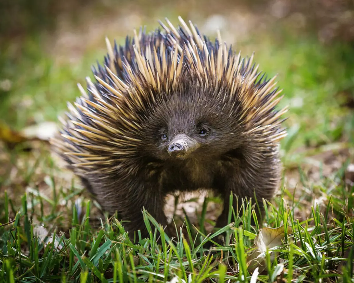 Фотографија №4 - Смеша стврдњавања: најневероватнија животиња Аустралије