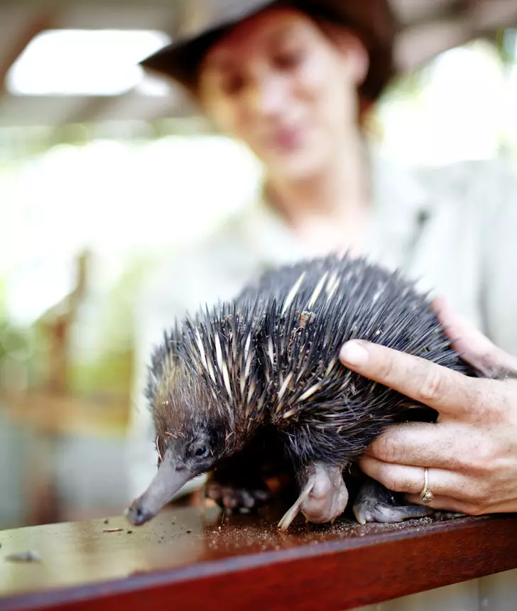 Nuotraukų skaičius 6 - grūdinimas mišinys: labiausiai stebina gyvūnų Australijos