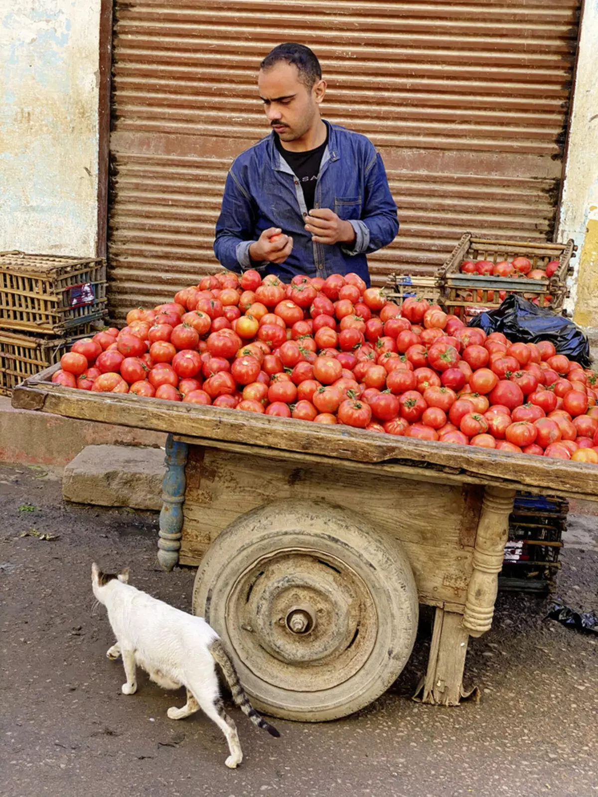 Fotografija številka 4 - Pet faze Egipta: od Alexandrije do Aswan - sprejetje neizogibnega