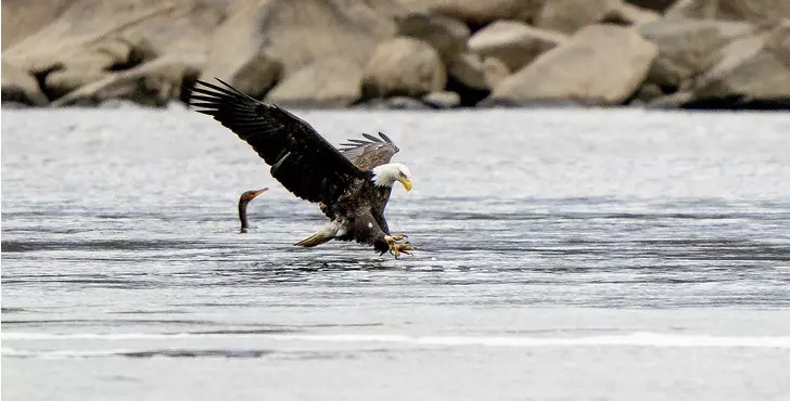 ဓာတ်ပုံနံပါတ် 1 - သိပ္ပံပညာရှင်များသည် Belogolov Eagles အရေအတွက်နှင့် ပတ်သက်. သိပ္ပံပညာရှင်များကပြောကြားခဲ့သည်