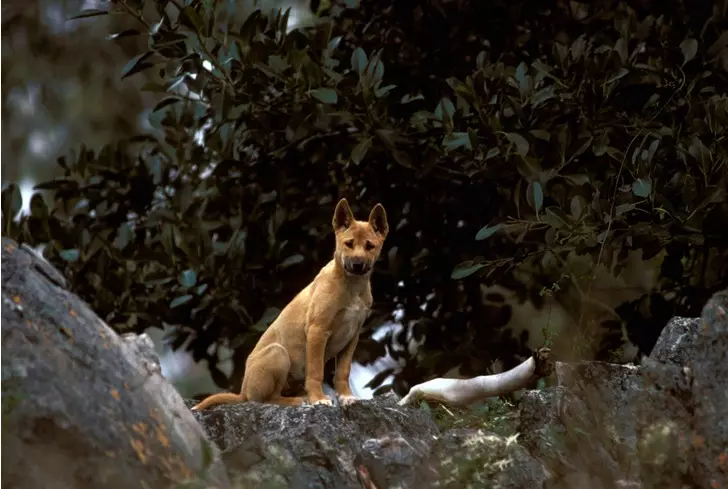 Foto №1 - Wetenskaplikes het die mite oor Dingo se honde verdryf