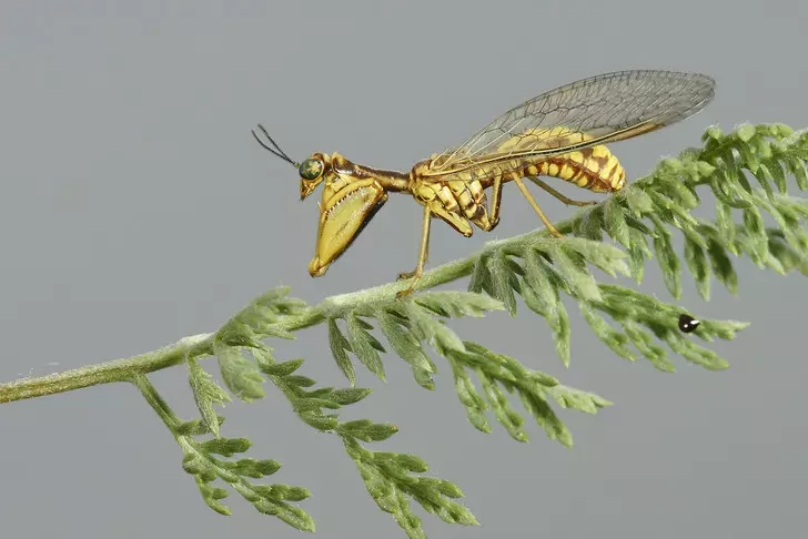 Foto Numri 1 - Mantis Double: Çfarë duket mantispe dhe jeton - një nga insektet parazitare më të sofistikuara