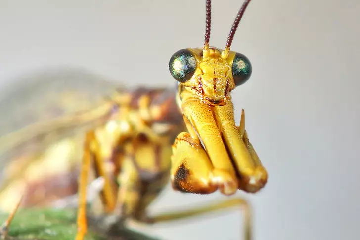 Fotografija №2 - Dvostruka Mantis: Kako izgleda mantispa i životi - jedan od najsofisticiranijih parazitskih insekata