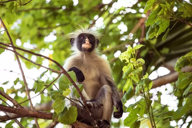 Fotografija №1 - ležalna policija je branila redke primates