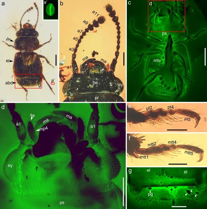 Foto №1 - Dinosaur Beetle Fallenger zbuluar