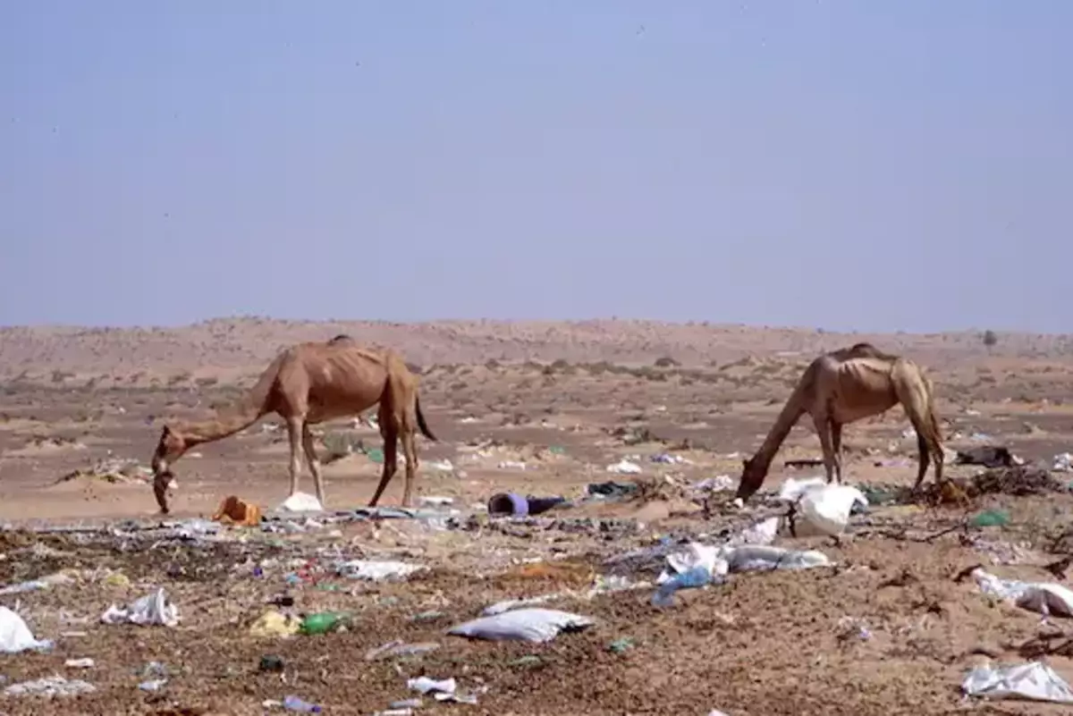 Photo numru 1 - 2000 Basktijiet tal-plastik misjuba fl-istonku tal-ġemel mejjet