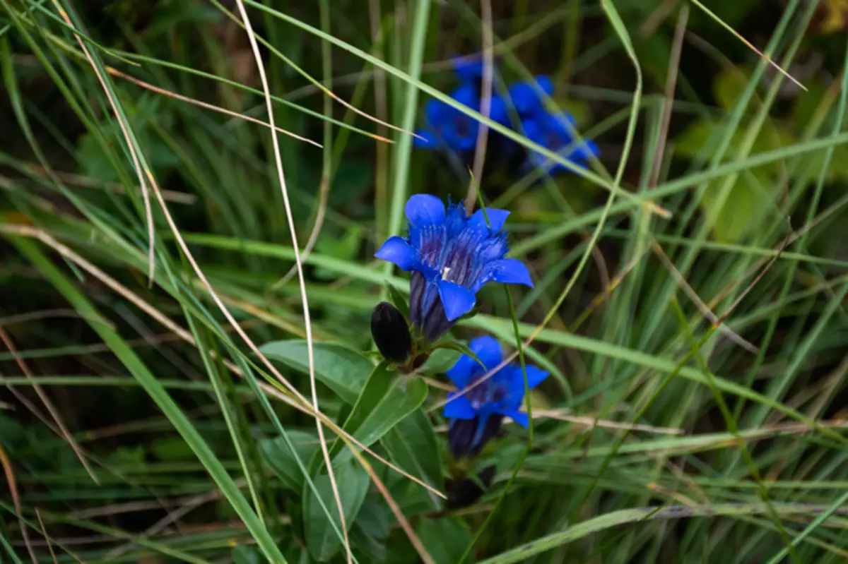 Foto №5 - den haarden Charme vum Be temengi: Spadséiergank op engem vun den eelsten Alpbaz vun der Kaukasus