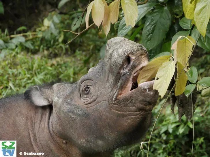 Hình ảnh №1 - Sumatran Rhins có một hy vọng cho sự sống còn