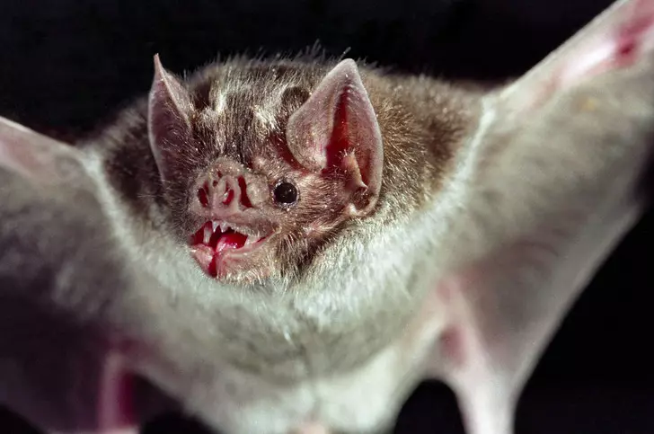FOTO №9 - Horror flyver på nattens vinger: 7 af de mest usædvanlige flygtige mus