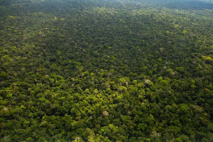 1. zenbakia - Basoko Amazonia karbono dioxidoa nabarmentzen hasi zen
