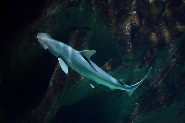फोटो नंबर 1 - शार्क एक चुंबकीय क्षेत्र का उपयोग करके लंबी दूरी पर माइग्रेट