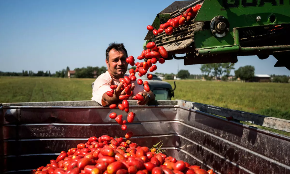 Italienske malinger: Hvor røde tomater blir "gyldne tomater"