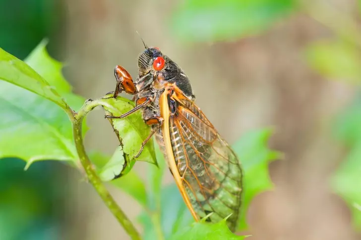 Foto №1 - EUA inundado cigarras