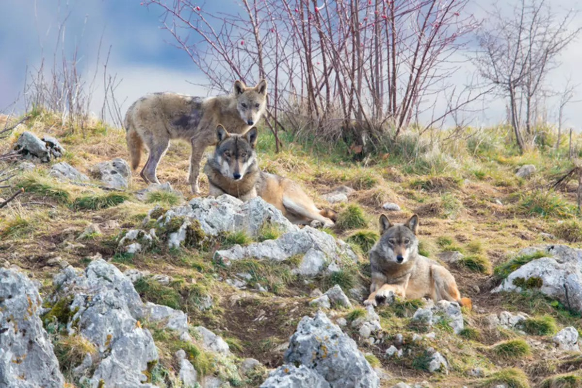 Foto №1 - Lobos têm um efeito benéfico na beira da estrada em Wisconsin