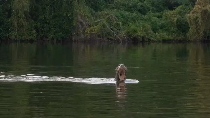 Foto número 1 - Na Argentina, pela primeira vez em muitos anos, eles notaram uma lontra gigante