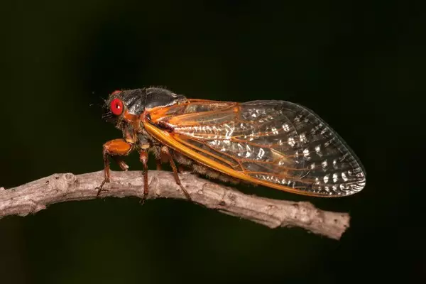 အဘယ်သူကိုမှ Cicadas သီချင်းဆိုနေကြသည်: အဆိုတော်အင်းဆက်ပိုးမွှားများအကြောင်းအချက်အလက်များ 10 8644_2