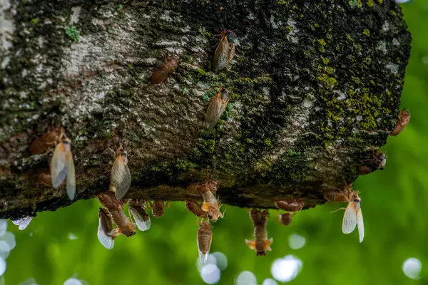 အဘယ်သူကိုမှ Cicadas သီချင်းဆိုနေကြသည်: အဆိုတော်အင်းဆက်ပိုးမွှားများအကြောင်းအချက်အလက်များ 10 8644_3