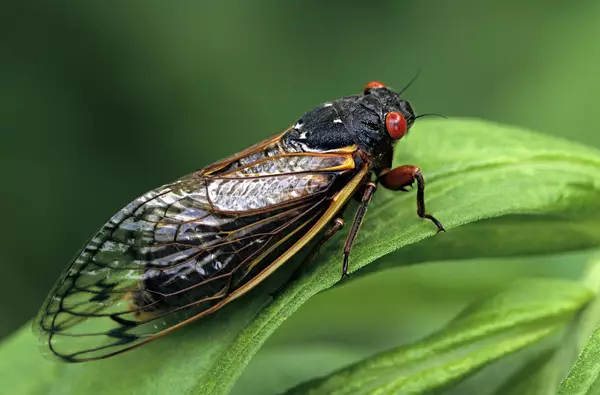 အဘယ်သူကိုမှ Cicadas သီချင်းဆိုနေကြသည်: အဆိုတော်အင်းဆက်ပိုးမွှားများအကြောင်းအချက်အလက်များ 10 8644_5