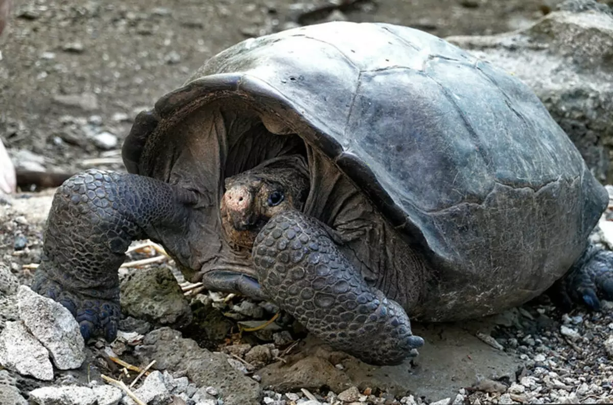 Снимка №1 - на Galapagos Re-отвори изчезналия тип костенурки