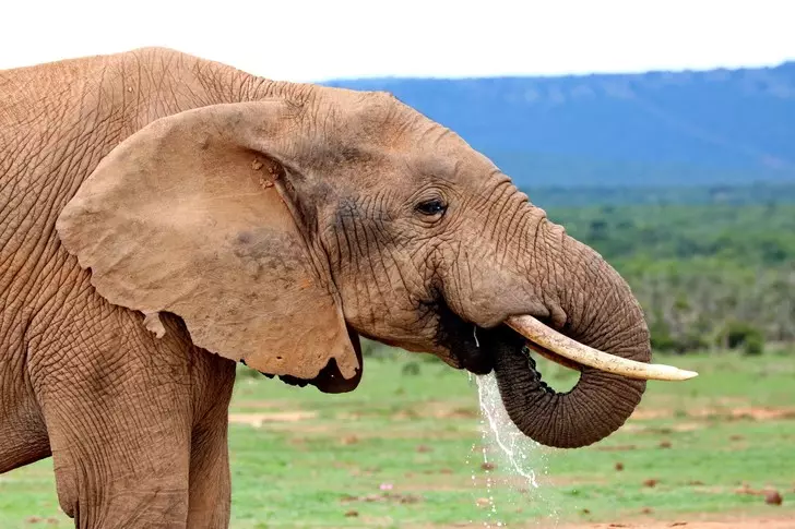 Фотографија број 1 - Научници су открили колико се литра воде поставља у пртљажнику слона