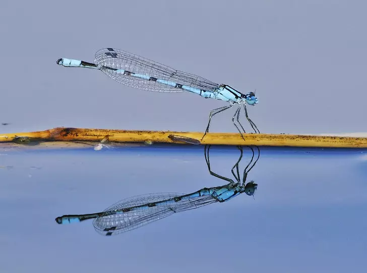 Foto №1 - Assa na-enweghị atụ: Kedu ka dragonflies bi na ịchụ nta