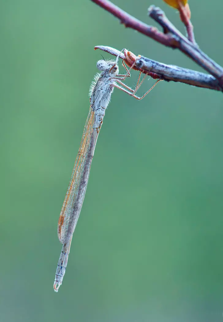 Bilde №2 - uovertruffen assa: hvordan å leve og jakte dragonfly