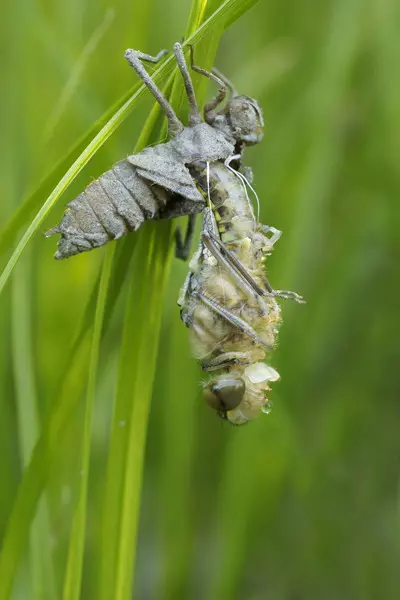 Assureded Assured: Si për të jetuar dhe gjuajtur Dragonflies 8701_3