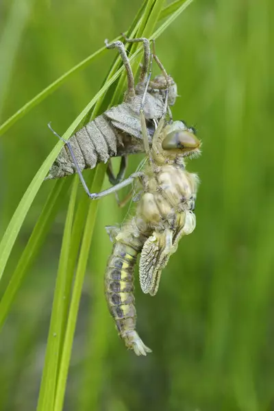 Dili hitupngan nga Assa: kung unsaon pagkinabuhi ug pagpangayam sa mga dragonflies 8701_4