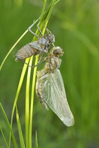 Assa unsurpassed: Kif tgħix u kaċċa Dragonflies 8701_5