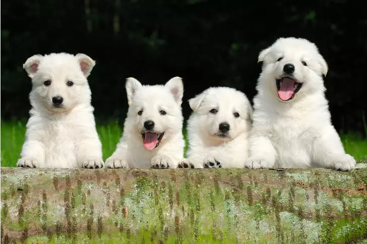 Photo №1 - La capacité de comprendre les personnes chez les chiens est posée dans des gènes