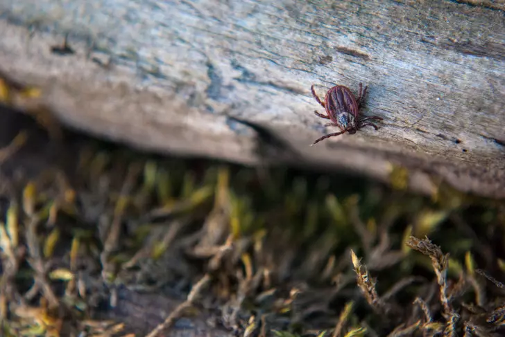 사진 №2 - 드라큘라를 거미 모양 : 당신은 어떻게 러시아의 가장 위험한 동물 혼자 살고 내가 그들로부터 탈출 할 수