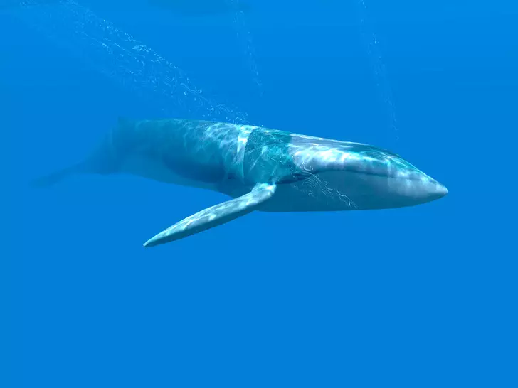 Photo №1 - သိပ္ပံပညာရှင်များသည်အပြာရောင်ဝေလငါးများလူ ဦး ရေအသစ်ကိုရှာဖွေတွေ့ရှိခဲ့သည်