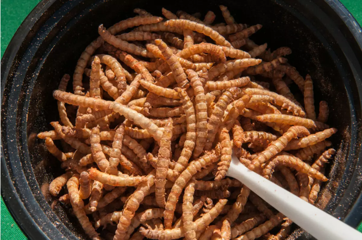 Foto №4 - Locust untuk makan siang, kumbang untuk makan malam: Di mana, bagaimana dan mengapa menyiapkan dan memakan serangga