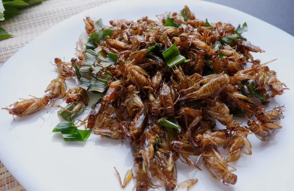 Szarańcza na lunch, Weevils na obiad: gdzie, jak i dlaczego gotować i jeść owady 8758_7