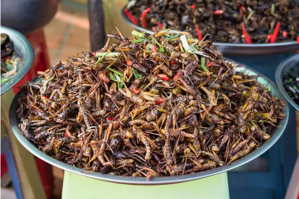 Locust for lunch, weevils for dinner: where, how and why cook and eat insects 8758_8