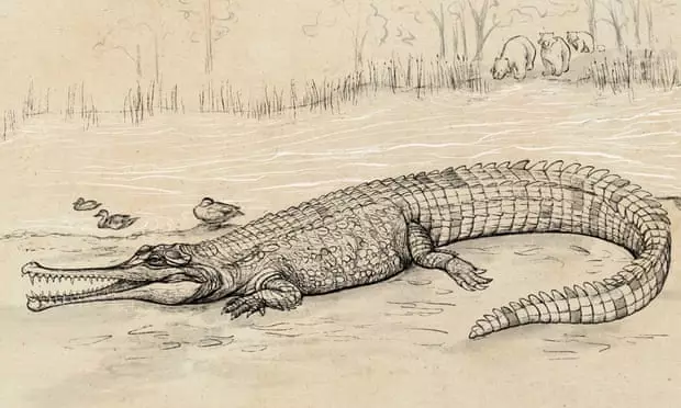 Mufananidzo №1 - Masayendisiti akadzidza zvisara zvegirini giant crocodile