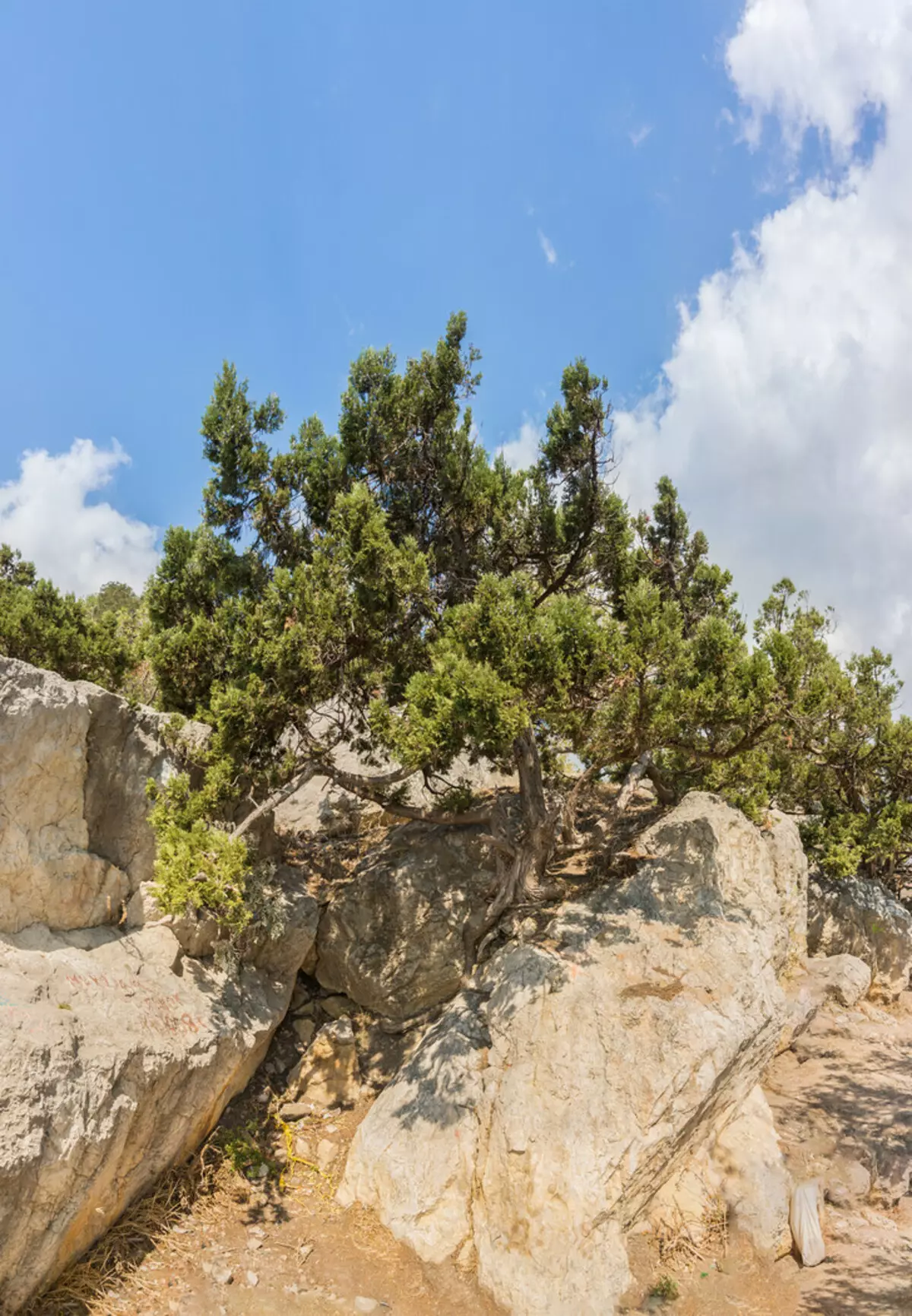 Fotonummer 6 - unter dem Namen Pallas: 5 Vertreter der Flora und Fauna von Russland, benannt nach dem Großen Wissenschaftler