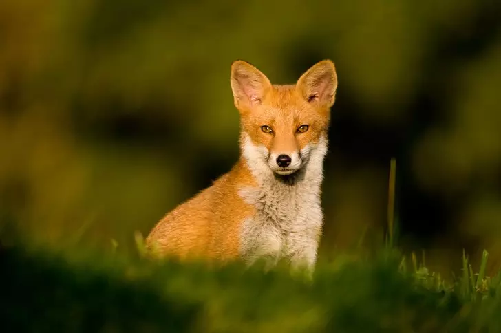 Photo №1 - Domesticated Foxes viste seg å være smartere vill
