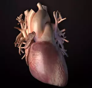 Foto number 1 - Kunstlikud lihased südames