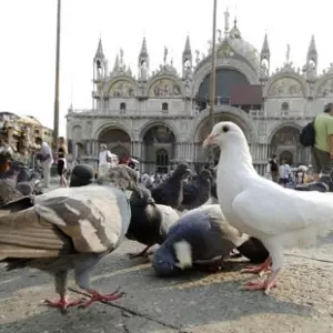 Photo №1 - e Venice Akuvunyelwe amahobe ukondla