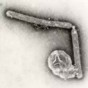 照片№1 - 揭示了流感病毒的秘密