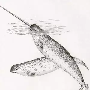 Ảnh số 1 - Săn bắn cá voi bị cấm Chile