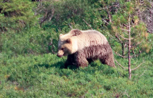 Foto №1 - O propietario da Taiga non lle gustan os nenos