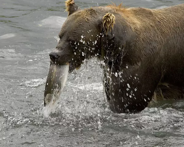 Foto №2 - O propietario da Taiga non lle gustan os nenos