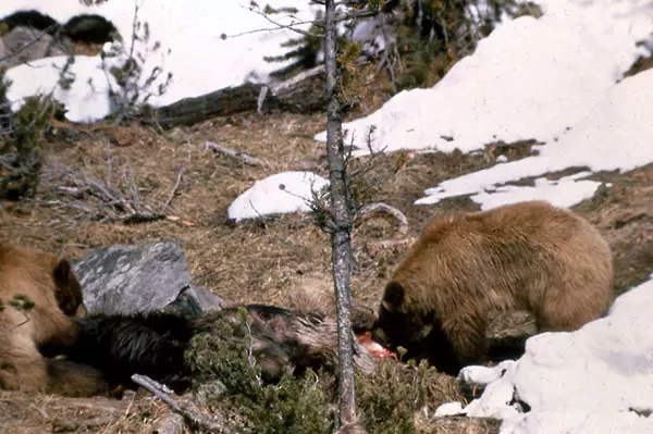 Foto Nummer 3 - De Besëtzer vun der Taiga huet d'Kanner net gär