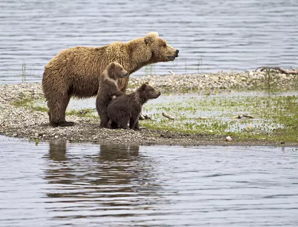 Foto №5 - O propietario da Taiga non lle gustan os nenos