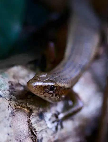 Photo №1 - Geckon Varana is not honing