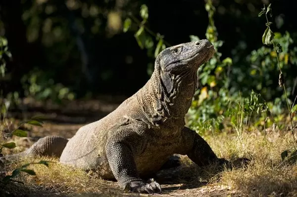 Foto №2 - Geckon Varana não está de afiação